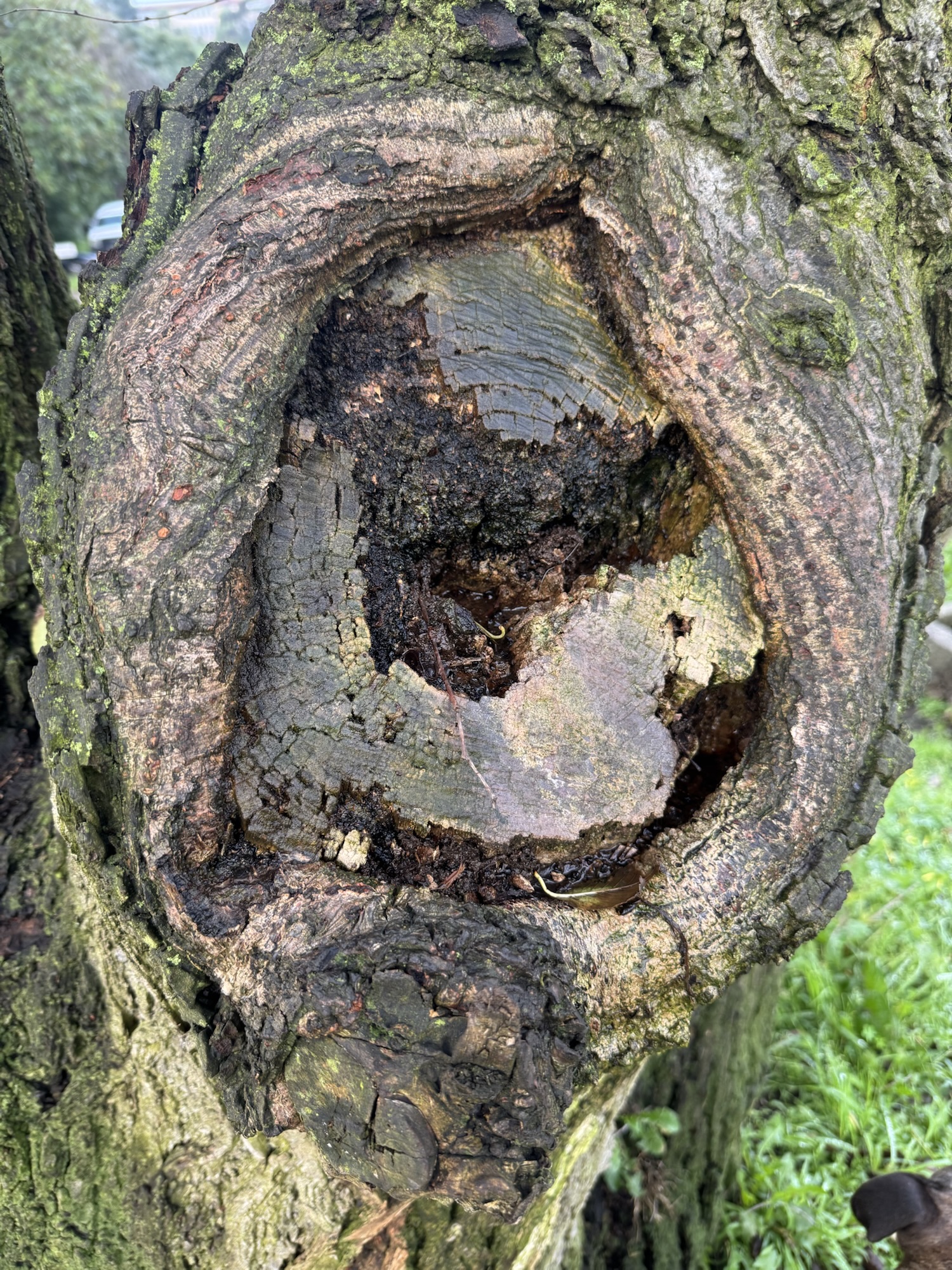 Knot Another Face – The Greenbelt Witch